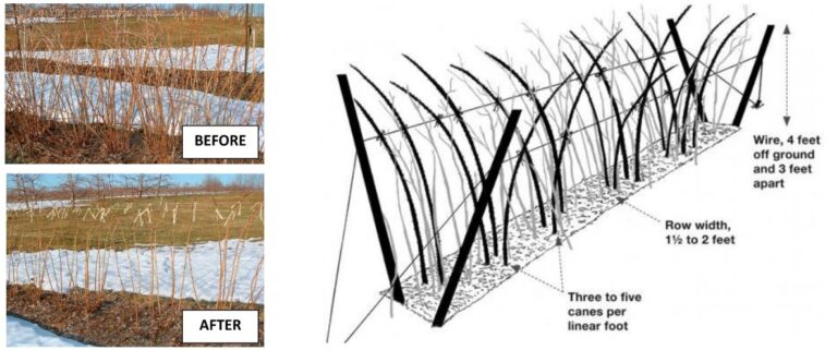 Pruning and Maintenance of Raspberry Canes*