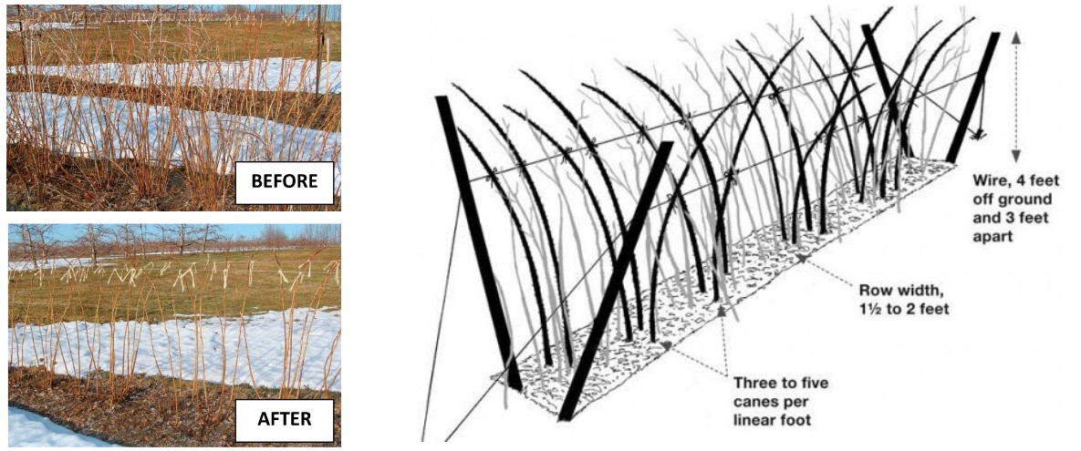 Pruning and Maintenance of Raspberry Canes*