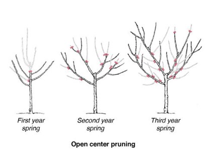 General Pruning Tips