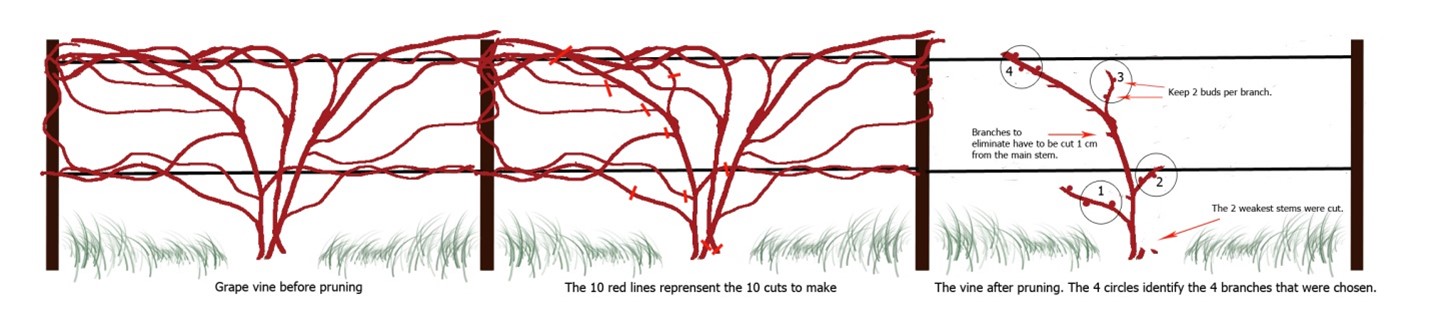 General Pruning Tips