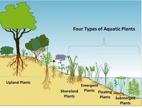 Native Plants and Natural Shorelines